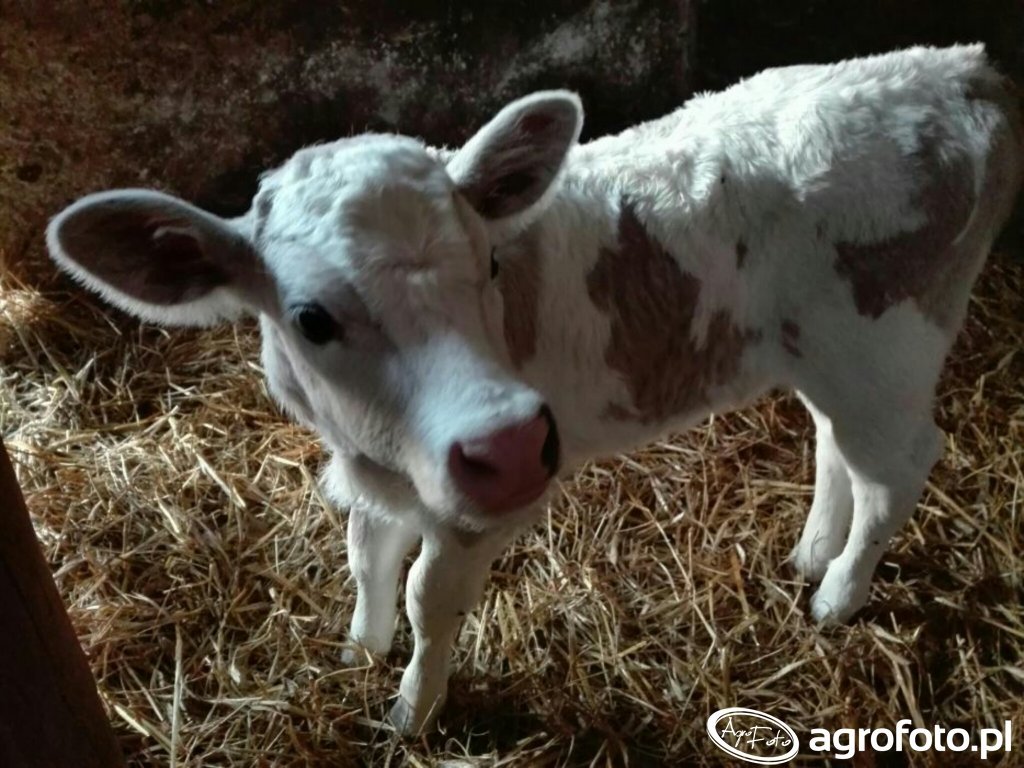 Inra 95 - zdjęcie, fotka, foto numer 663006 - Galeria rolnicza agrofoto