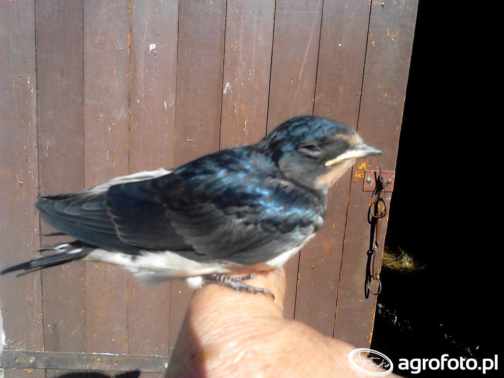 Jaskółka - zdjęcie, fotka, foto numer 648742 - Galeria rolnicza agrofoto