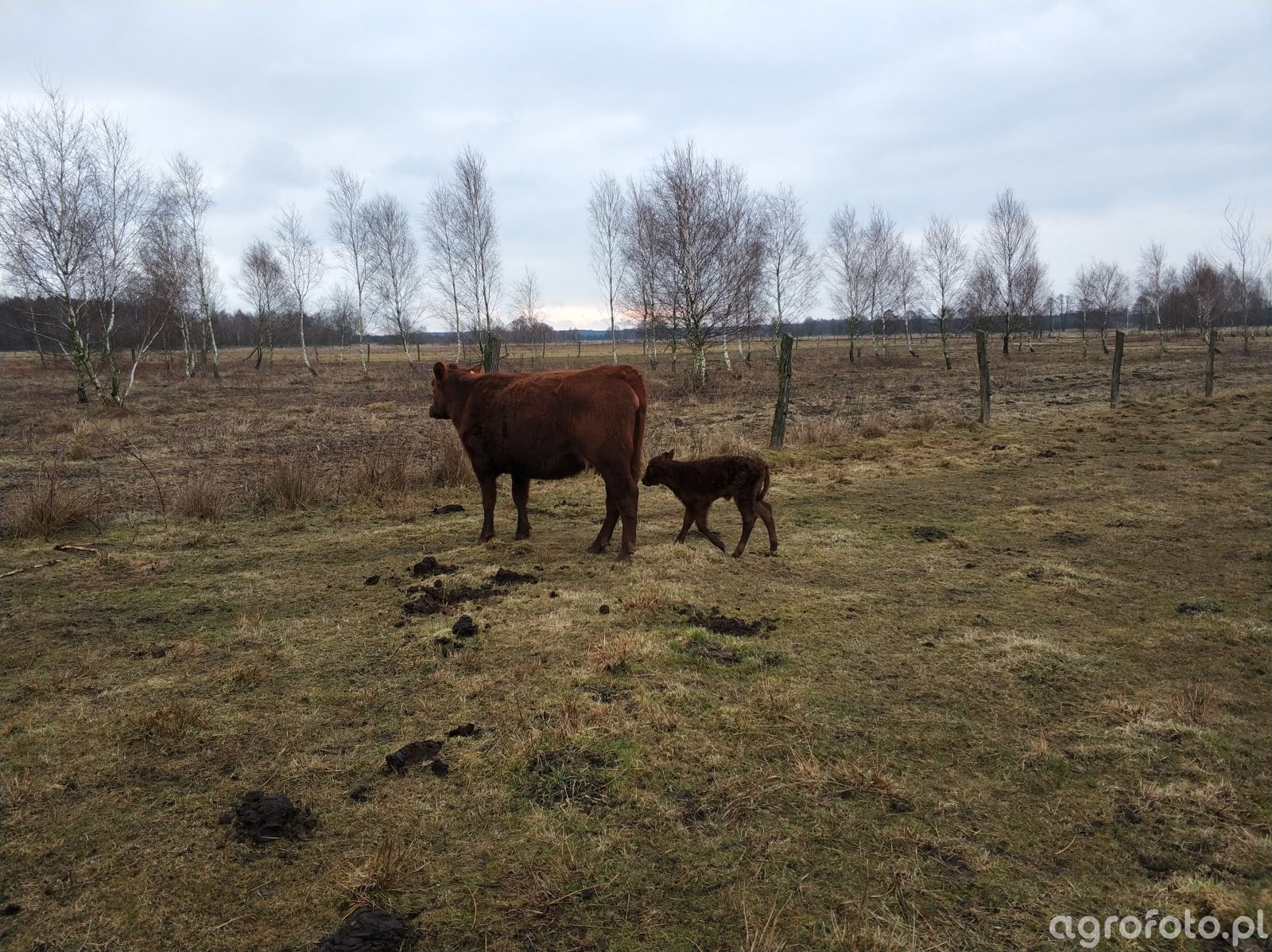 Angusy - krowa z cielakiem - zdjęcie, fotka, foto numer 723229 ...