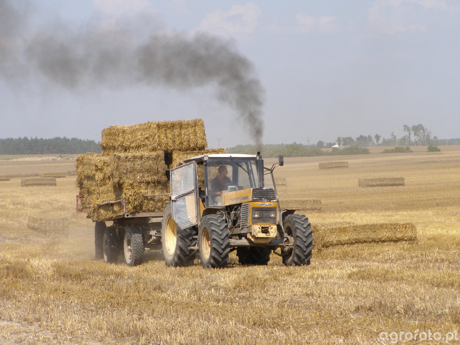 Fotografia ciągnik Ursus 1204 #735124 - Galeria rolnicza agrofoto