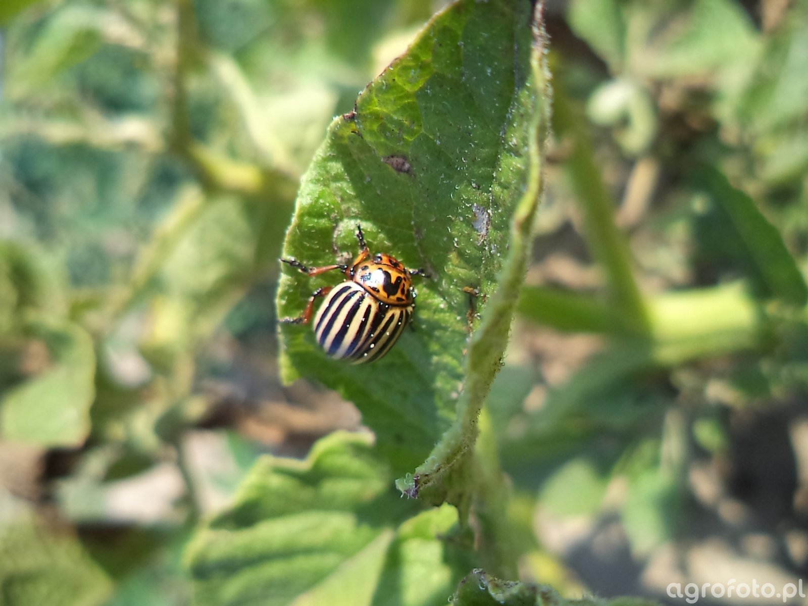 Stonka ziemniaczana - Obrazek, fotka, zdjecie, photo #534847 - Galeria ...