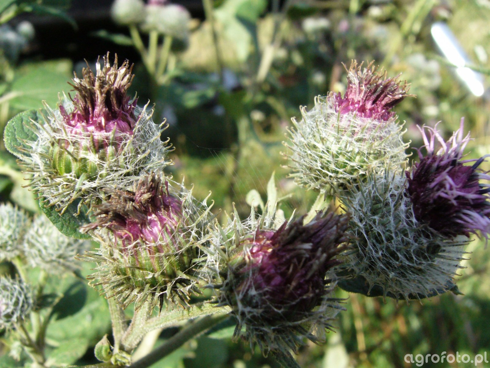 Łopian pajęczynowaty - Obrazek, fotka, zdjecie, photo #521254 - Galeria ...