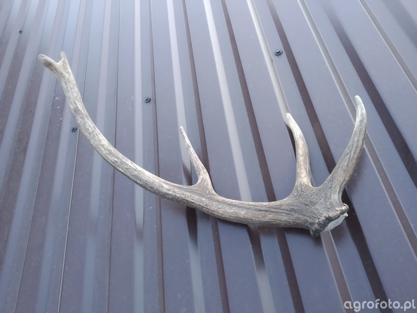 Poroże Jelenia - zdjęcie, fotka, foto numer 750908 - Galeria rolnicza ...