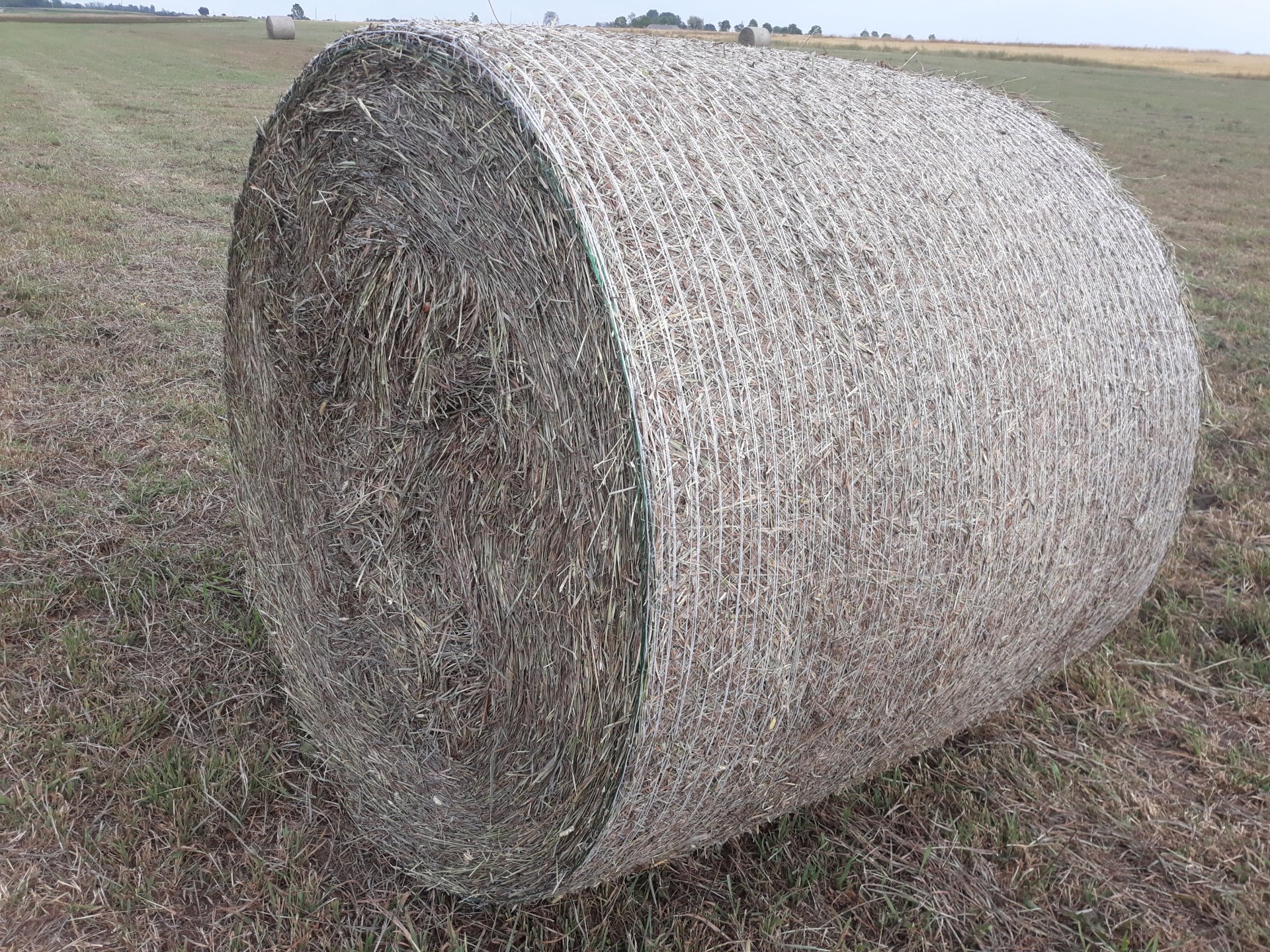 Bela słomy - zdjęcie, fotka, foto numer: 760534 - Galeria rolnicza agrofoto