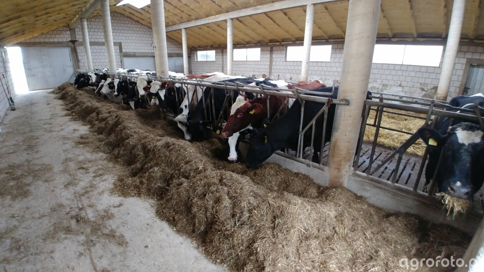 Obora - Obrazek, fotka, zdjecie, photo #765354 - Galeria rolnicza agrofoto