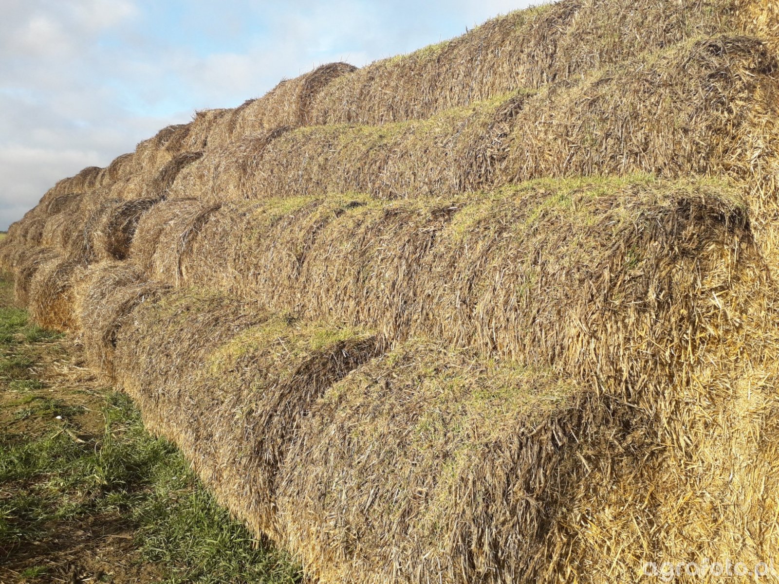 Słoma - zdjęcie, fotka, foto numer: 769690 - Galeria rolnicza agrofoto
