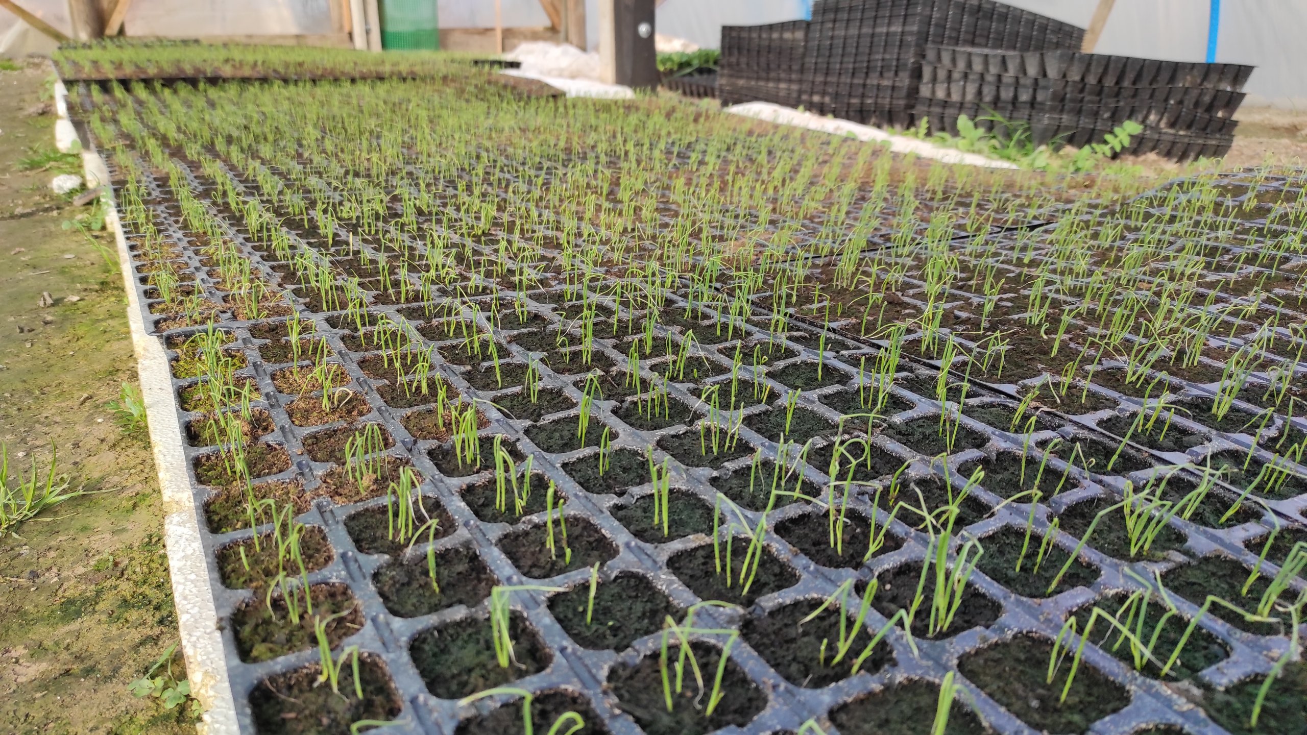 Cebula rozsada - zdjęcie, fotka, foto numer: 813040 - Galeria rolnicza ...