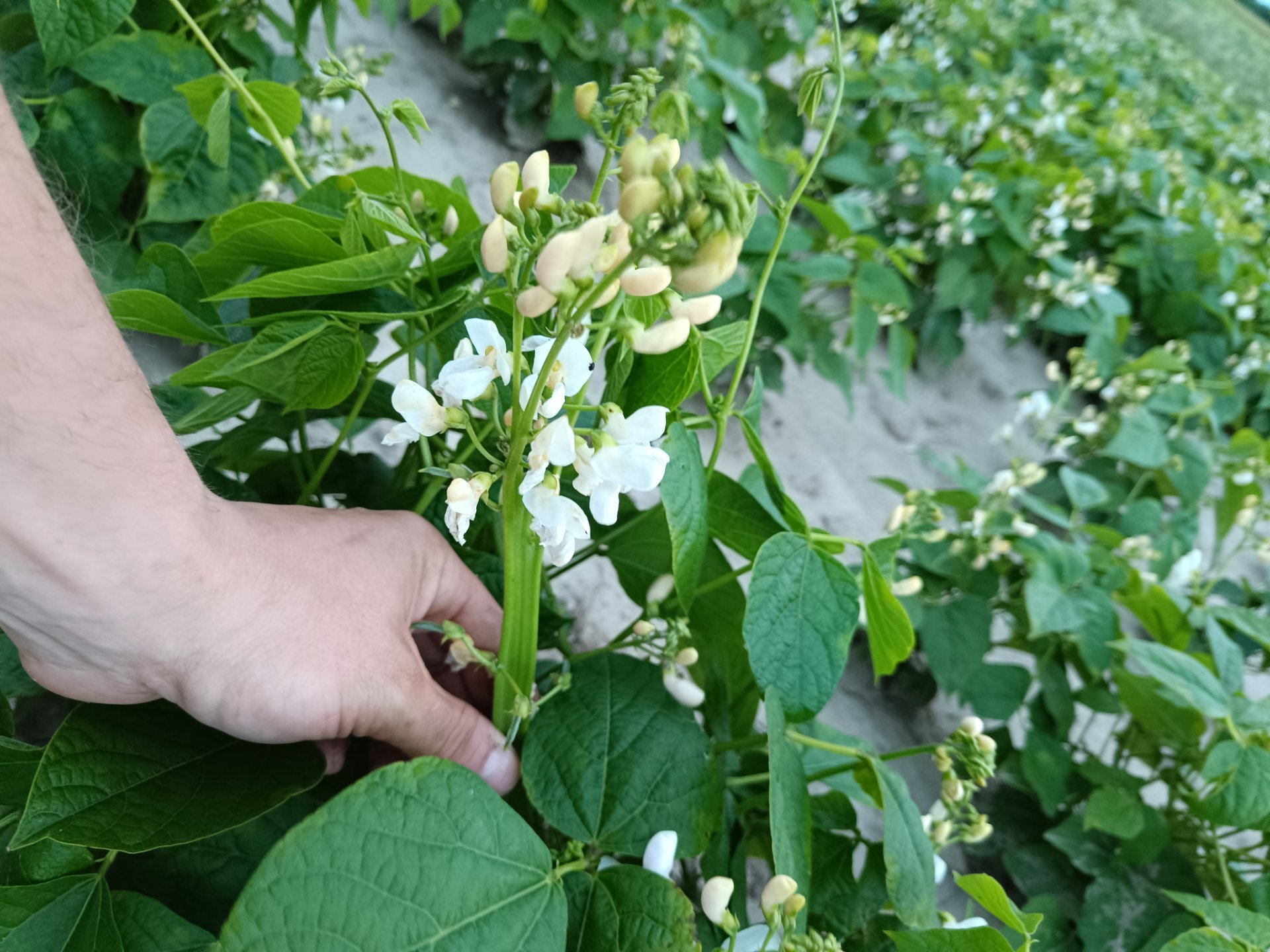 fasola - strona 1112 - Strączkowe - Agrofoto.pl Forum Rolnicze i Galeria Rolnicza